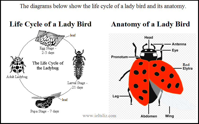 The diagrams below show the life cycle of a ladybird and its anatomy ...
